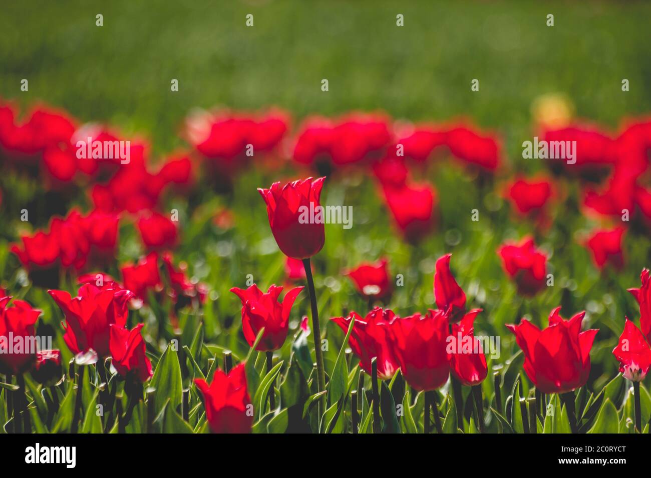 Red tulip plantation hi-res stock photography and images - Alamy