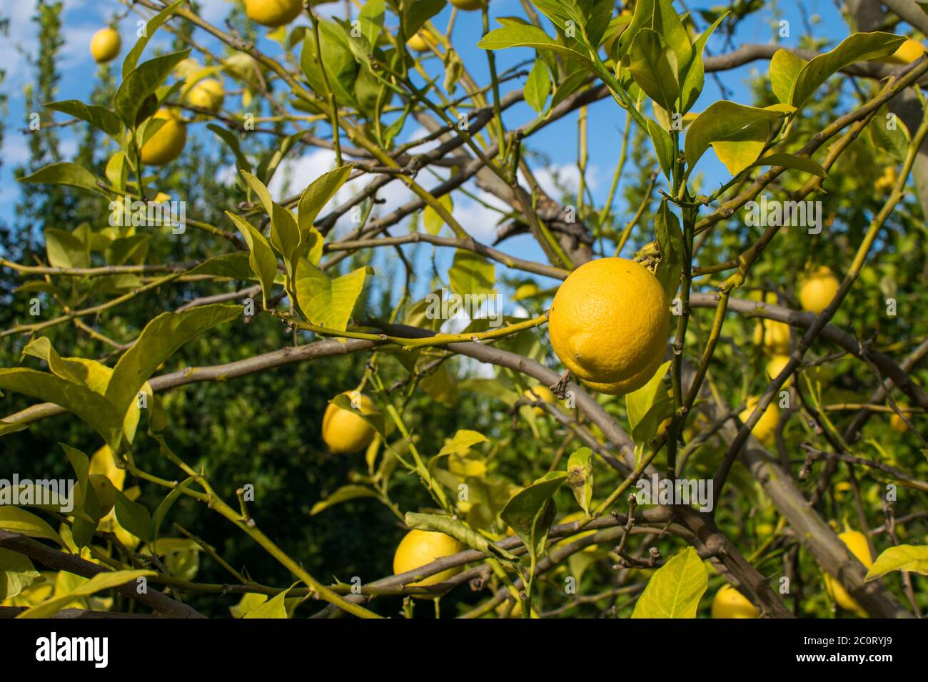 Lemons hanging from a lemon tree Stock Photo - Alamy