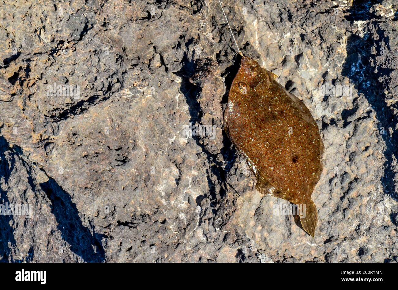 Hooked bass hi-res stock photography and images - Alamy