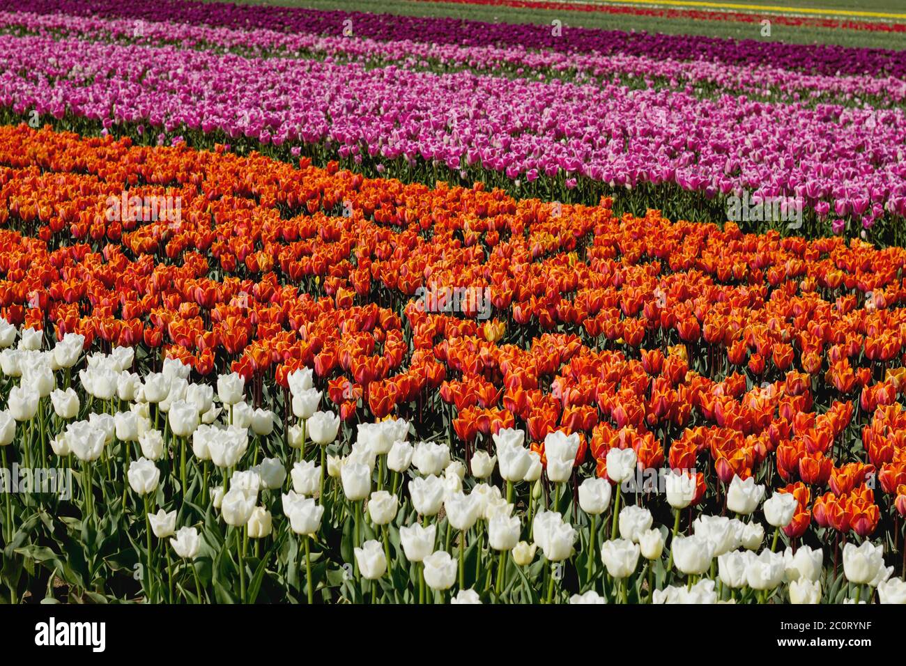 Tulip fields abstract background hi-res stock photography and images ...