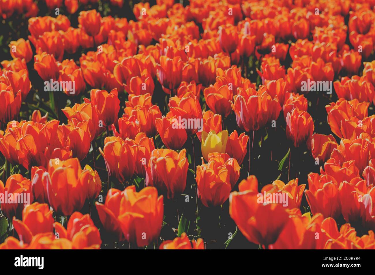 Red tulip plantation hi-res stock photography and images - Alamy