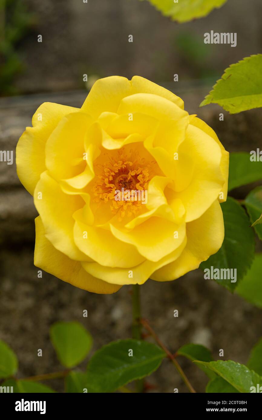 Rosa Golden Gate High Resolution Stock Photography and Images - Alamy