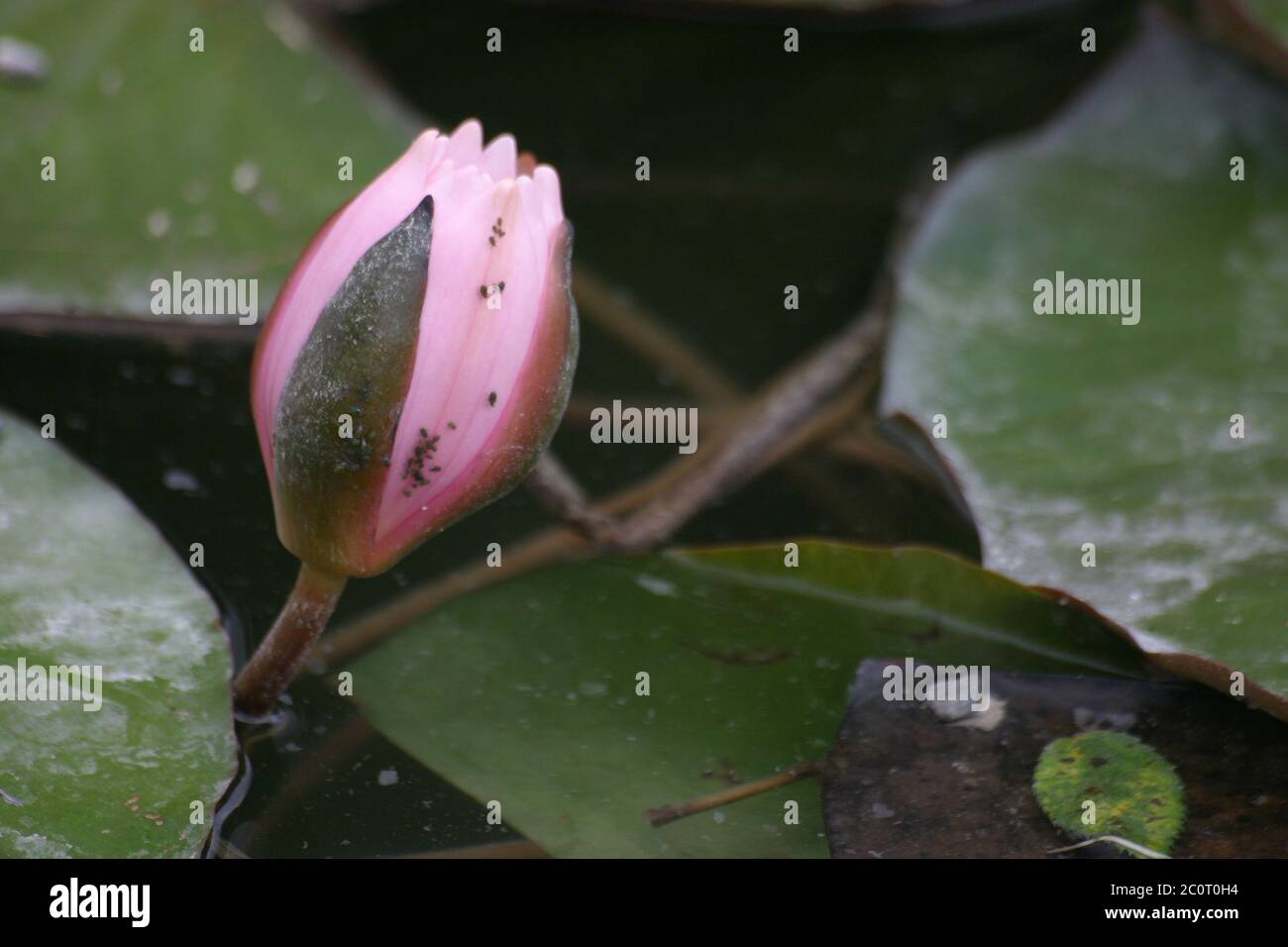 water lily bud Stock Photo - Alamy