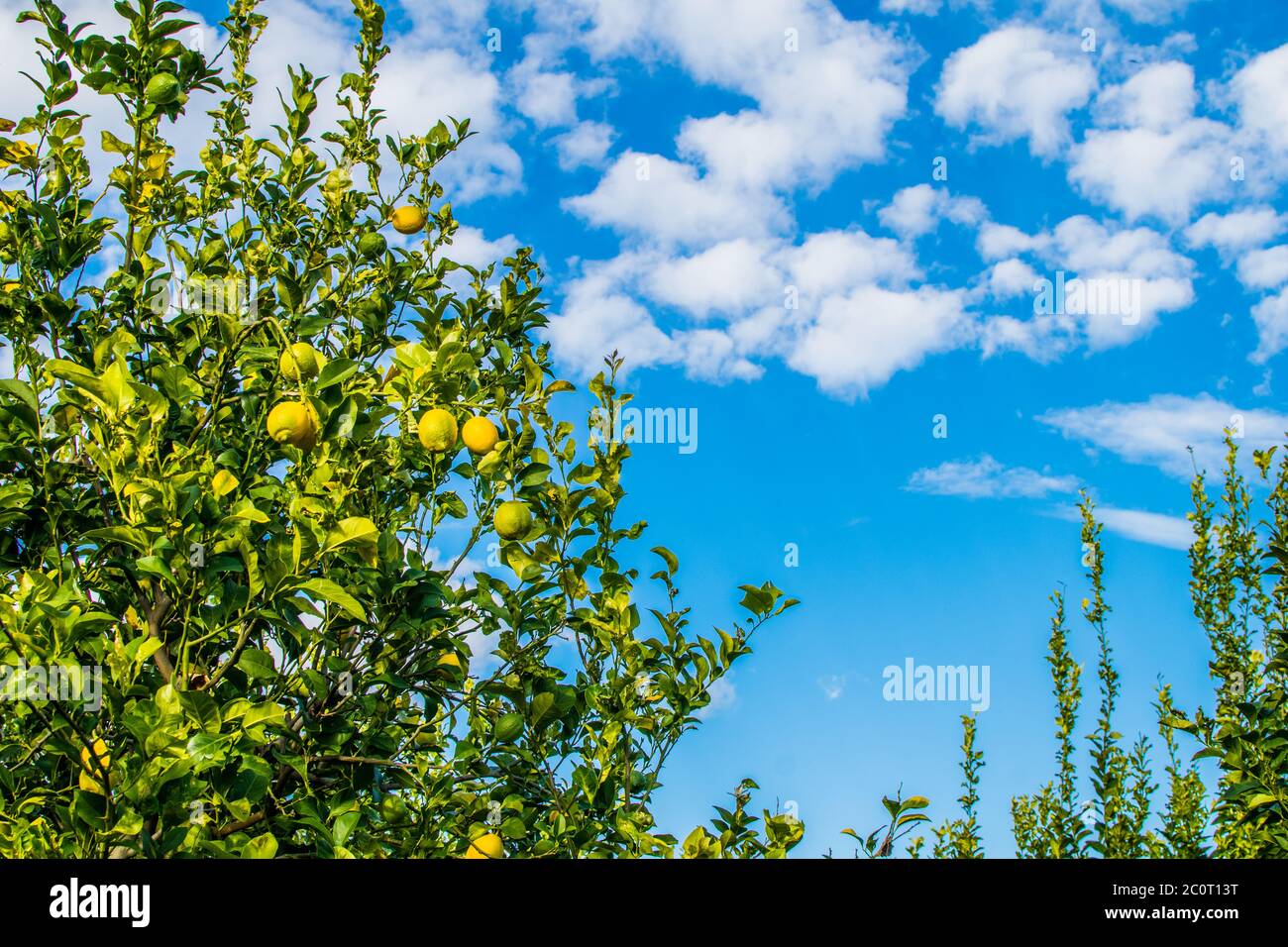 Lemons plantation spring hi-res stock photography and images - Alamy