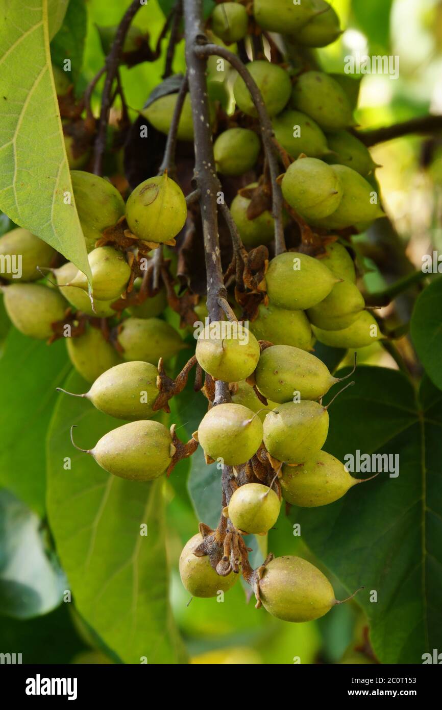 Blue bell tree hi-res stock photography and images - Alamy