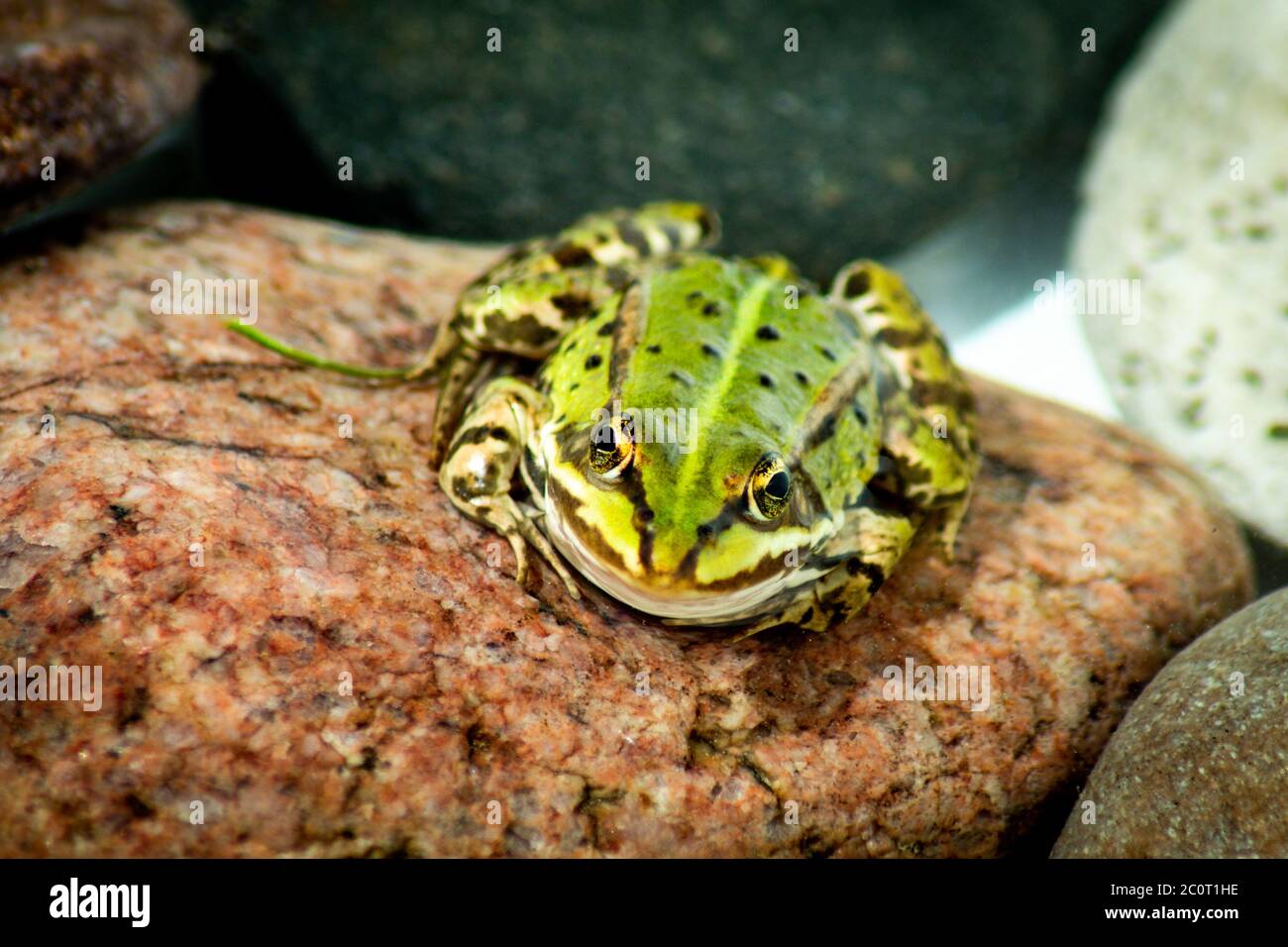 Frog skin pattern hi-res stock photography and images - Alamy