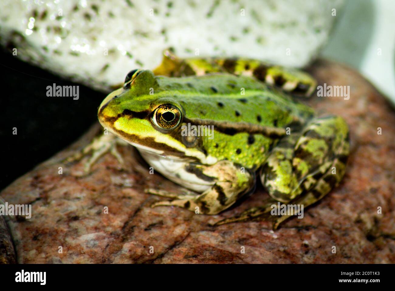 Frog skin close up hi-res stock photography and images - Alamy