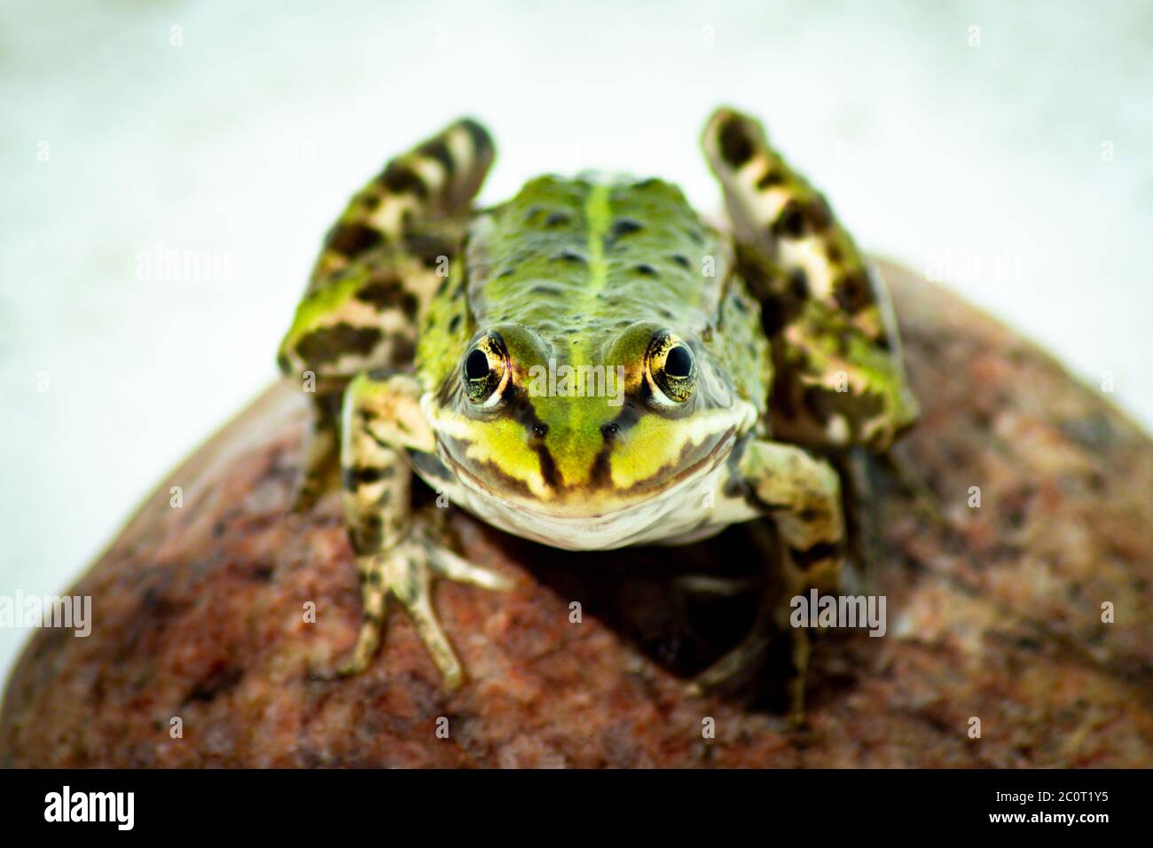 Frog skin close up hi-res stock photography and images - Alamy