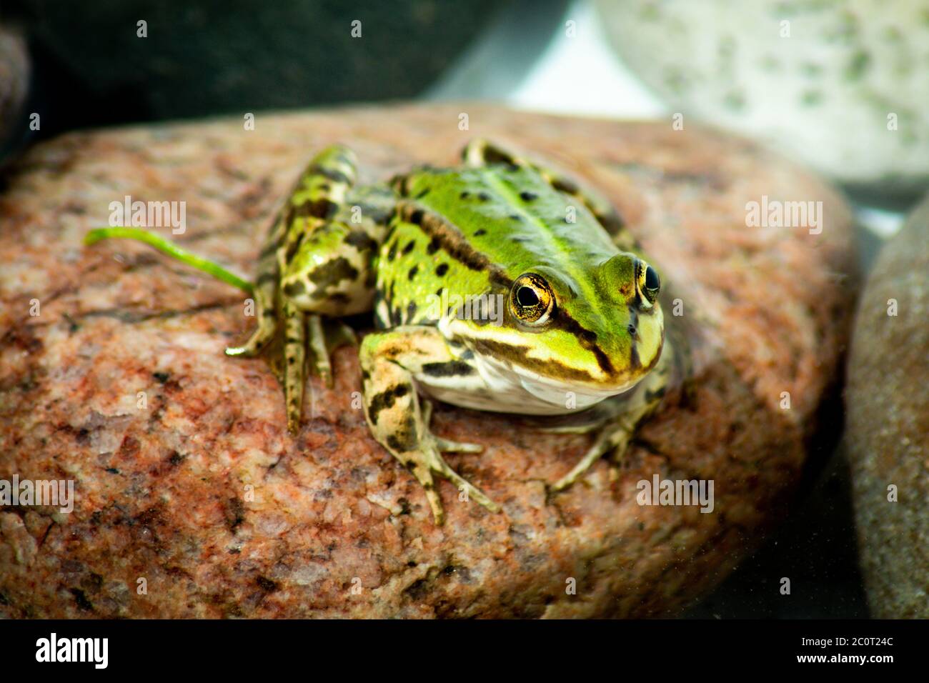 Water frog hi-res stock photography and images - Alamy