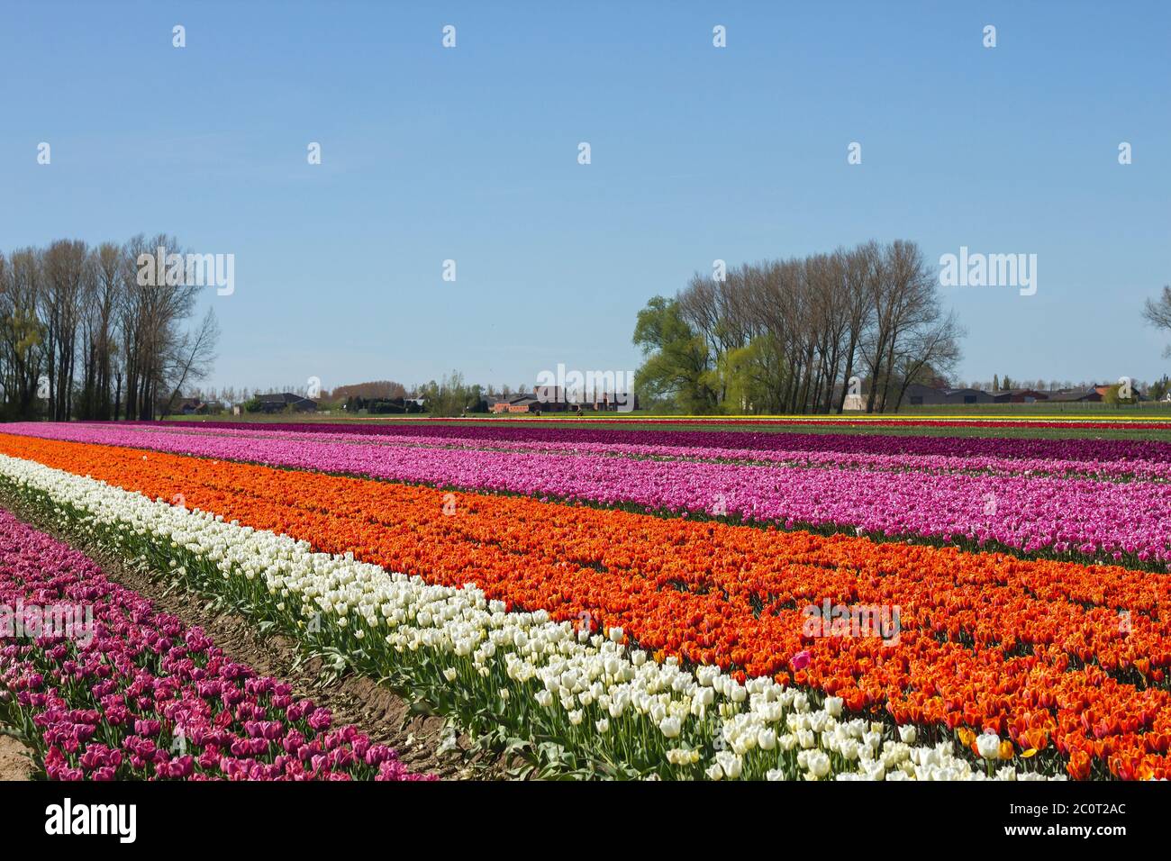 Colorful tulip fields landscape in bloom Stock Photo - Alamy