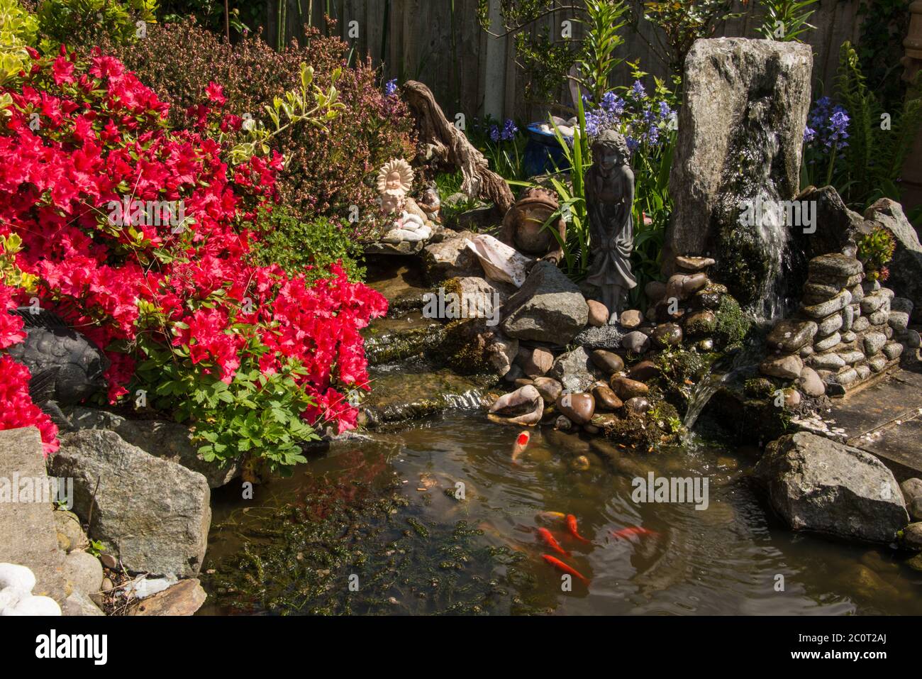 A garden pond scene Stock Photo - Alamy
