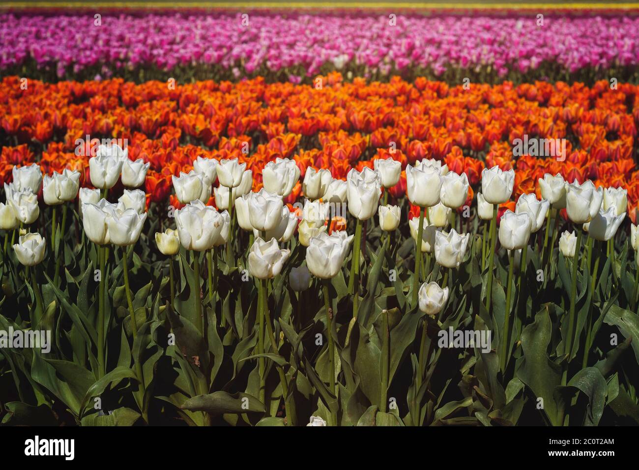 Belgium flowers in field in hi-res stock photography and images - Alamy