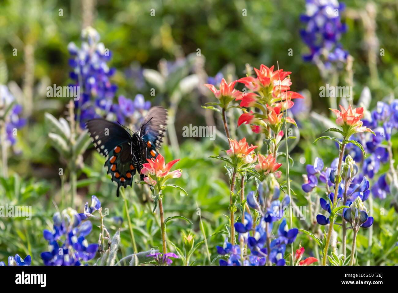 Swallowtail butterfly on the Texas wildflowers Stock Photo - Alamy