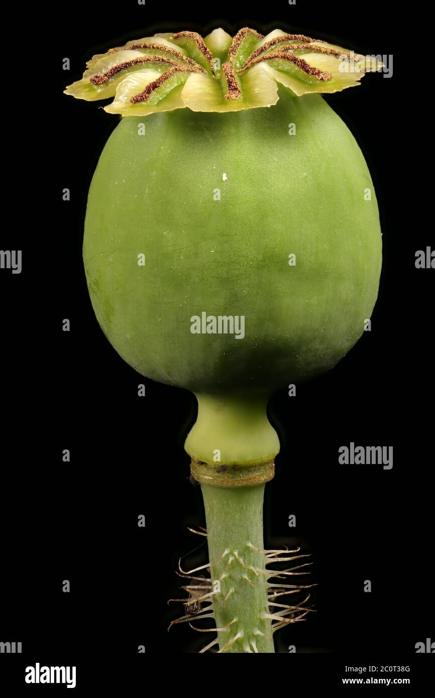 Opium poppy papaver somniferum young hi-res stock photography and ...