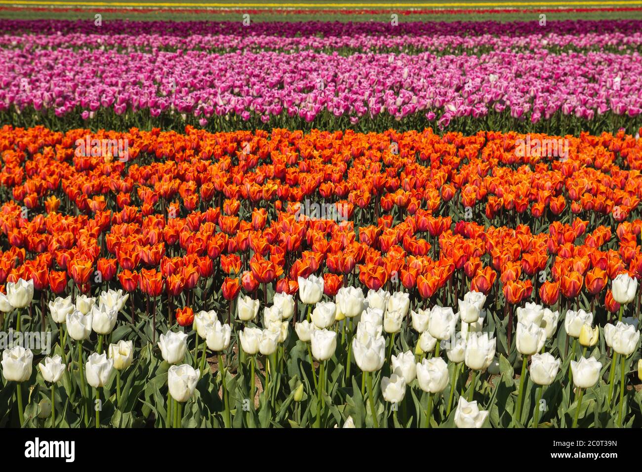 Colorful tulip fields landscape in bloom Stock Photo - Alamy