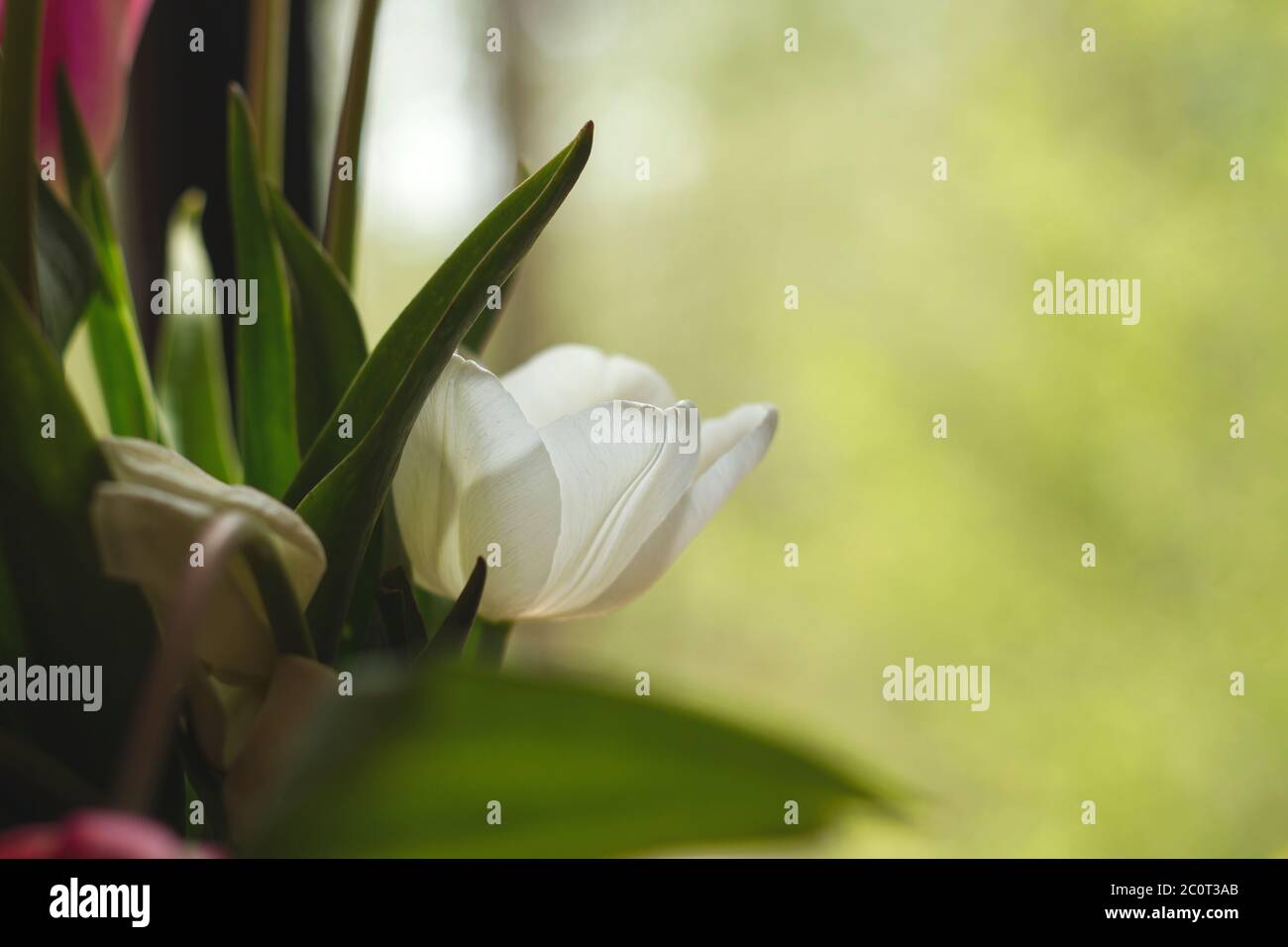 Pure white flowering bulbs hi-res stock photography and images - Alamy