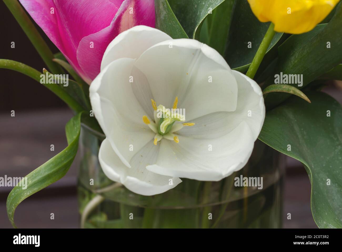 Pure white flowering bulbs hi-res stock photography and images - Alamy