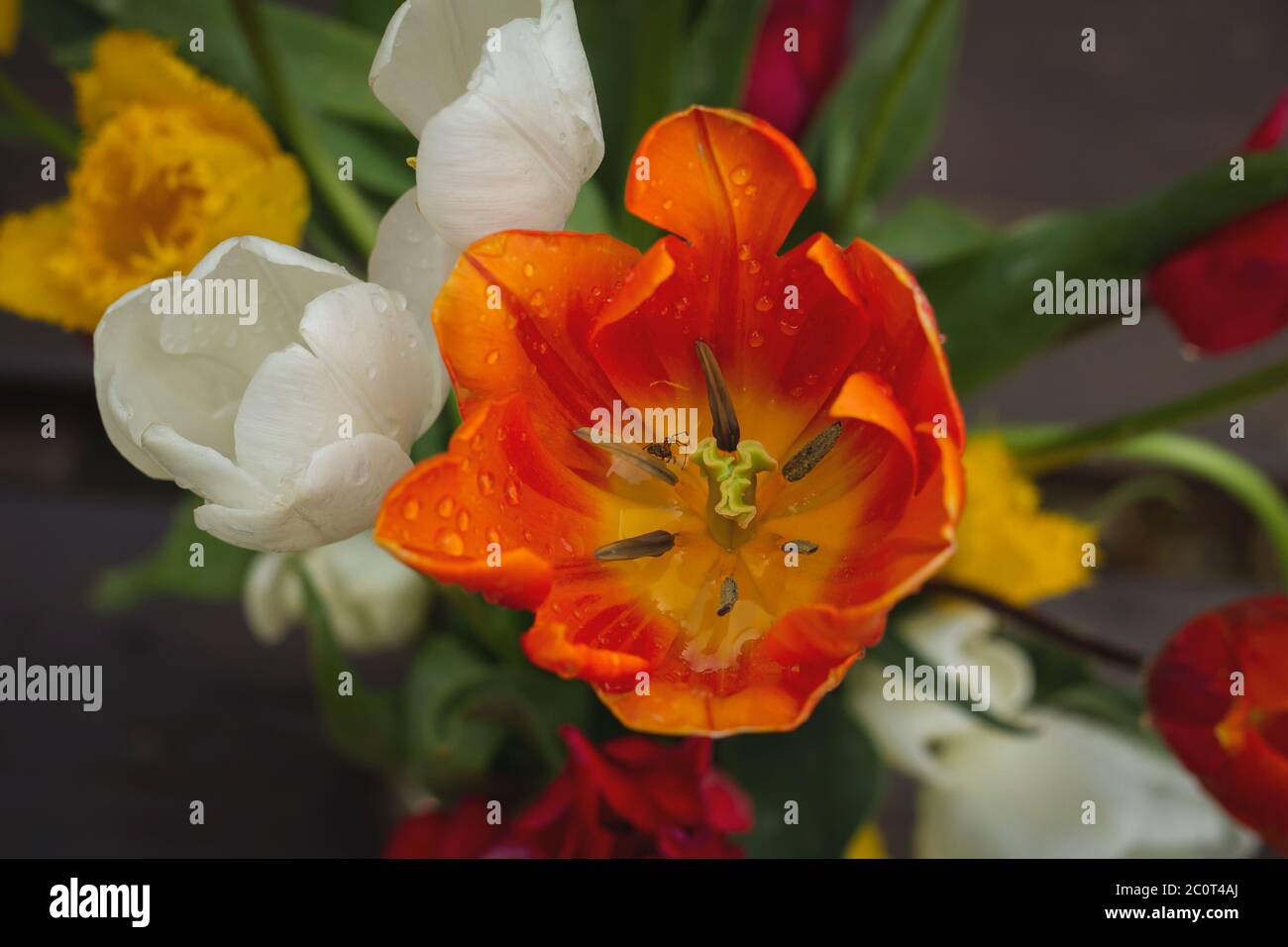 Tulip natural flowers colorful bouquet Stock Photo - Alamy