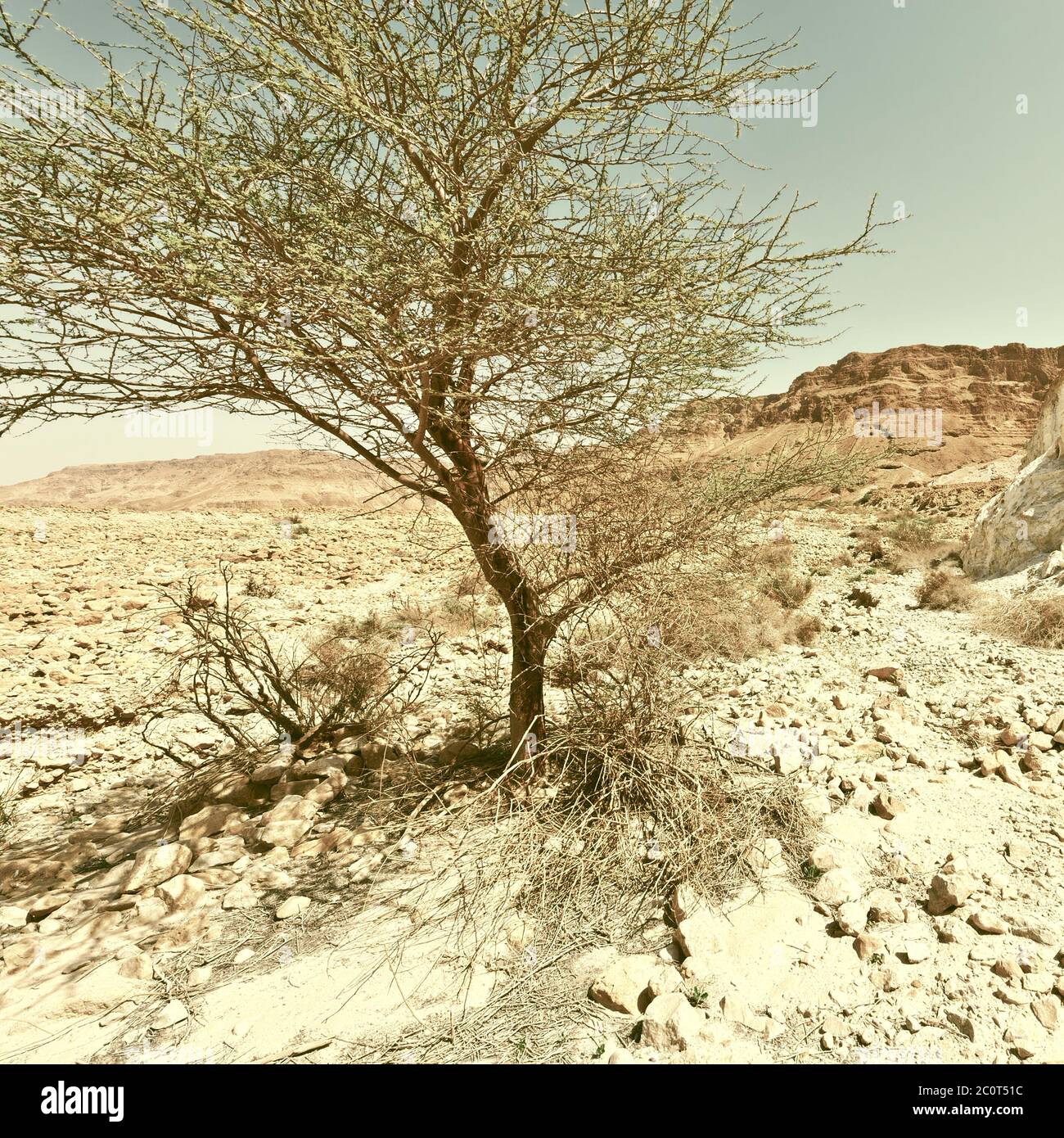 Tree in Desert Stock Photo - Alamy