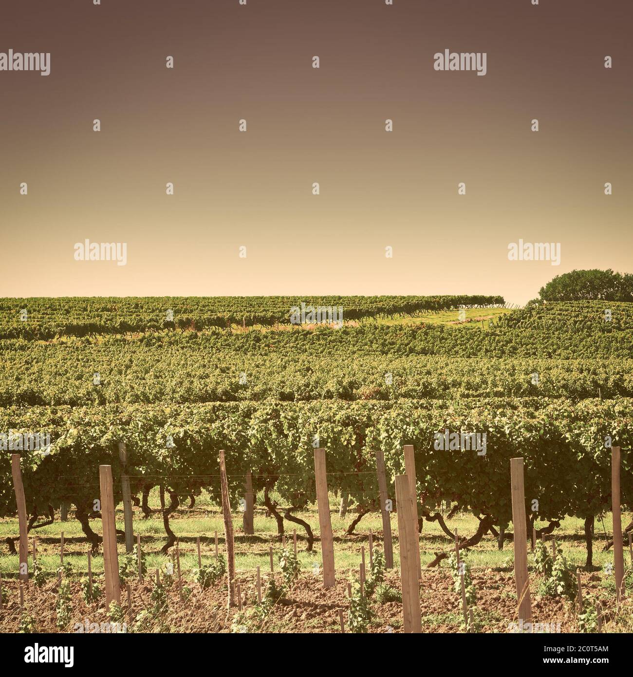Sky sunrise bordeaux vineyard france hi-res stock photography and ...