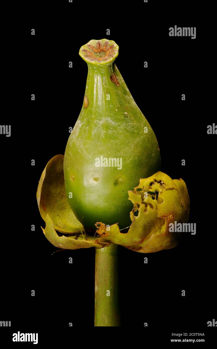 Fruit of water lily hi-res stock photography and images - Alamy