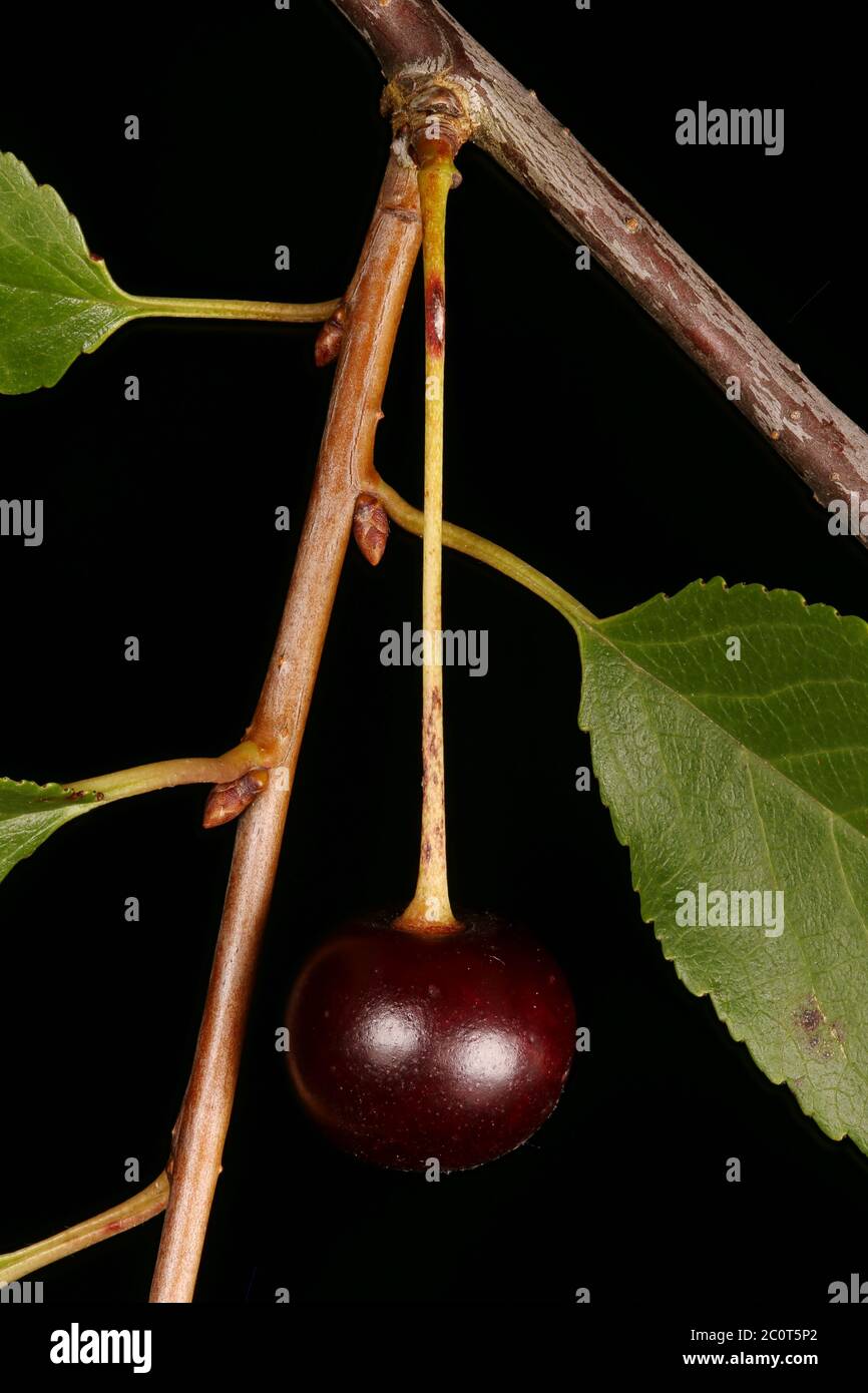 Dwarf cherry hi-res stock photography and images - Alamy