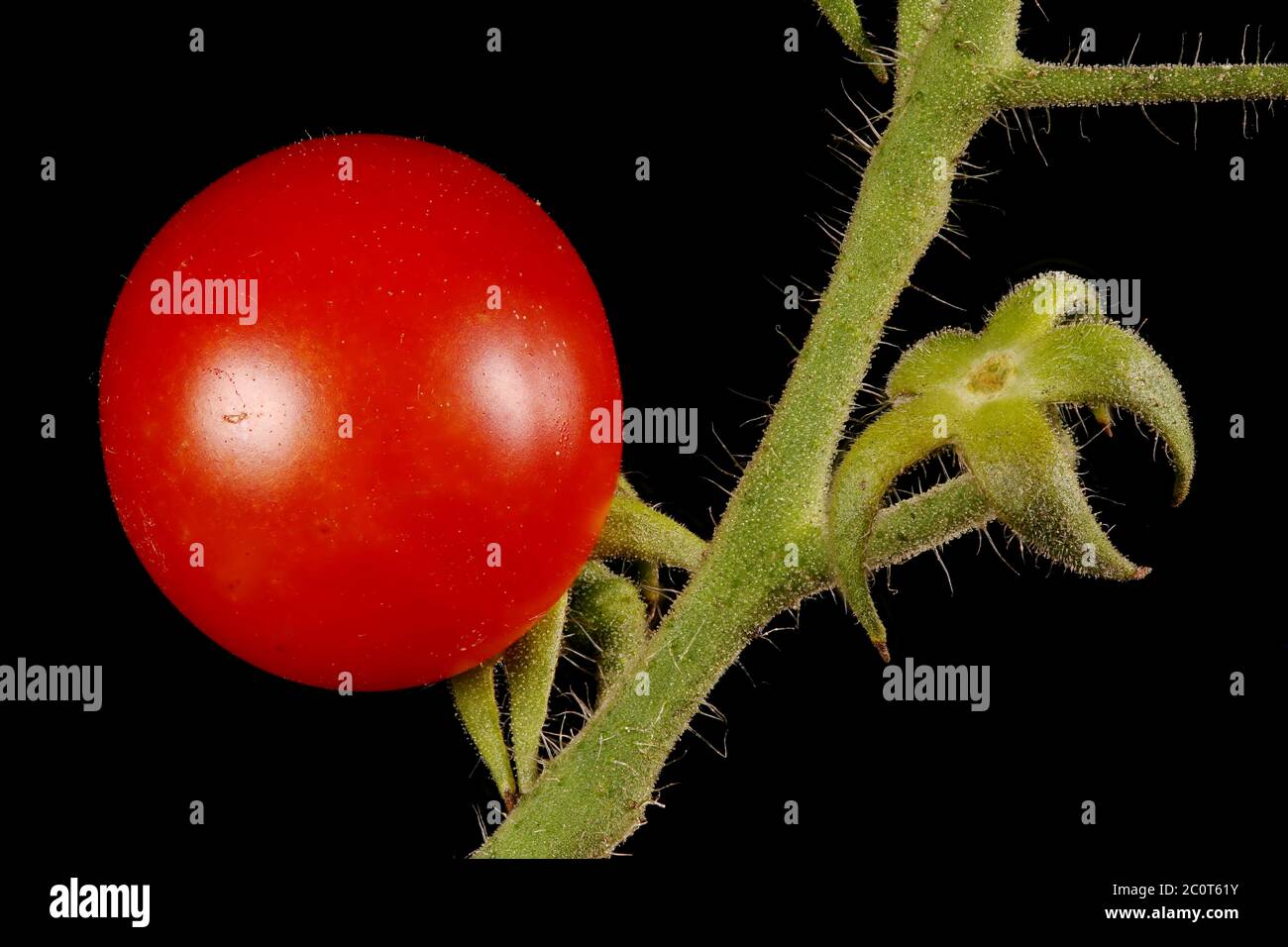 Solanum lycopersicum illustration hi-res stock photography and images ...