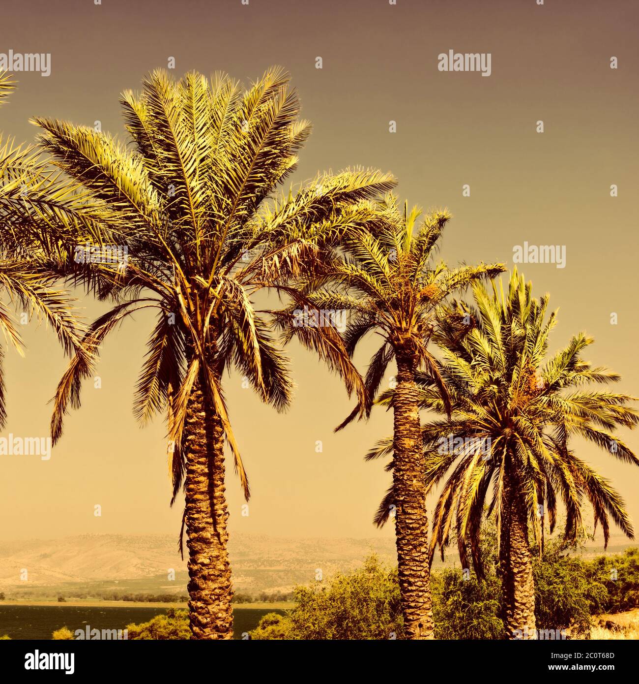 Israel date palms hi-res stock photography and images - Alamy
