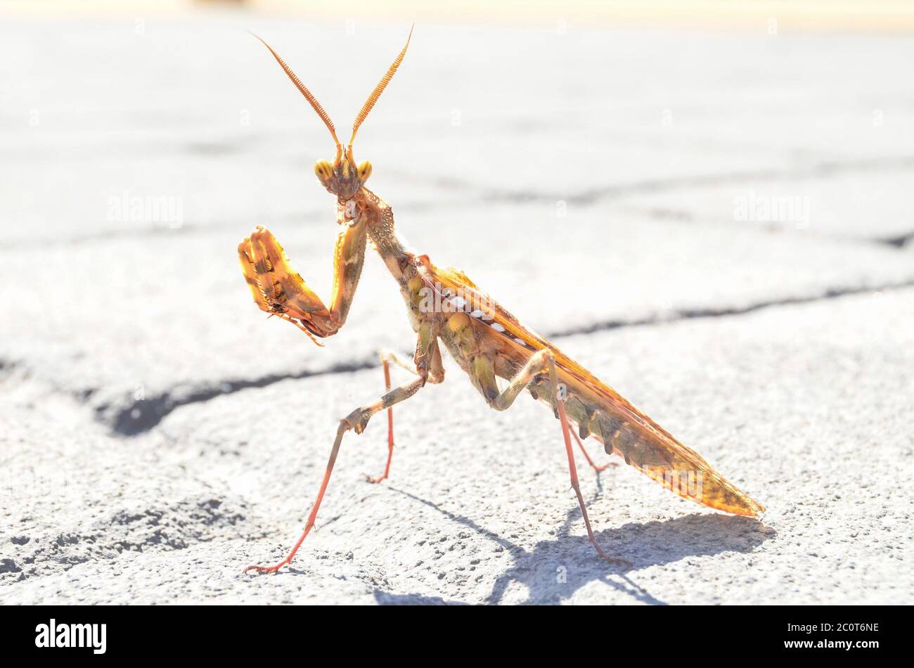 Insect Mantis Religiosa Stock Photo - Alamy