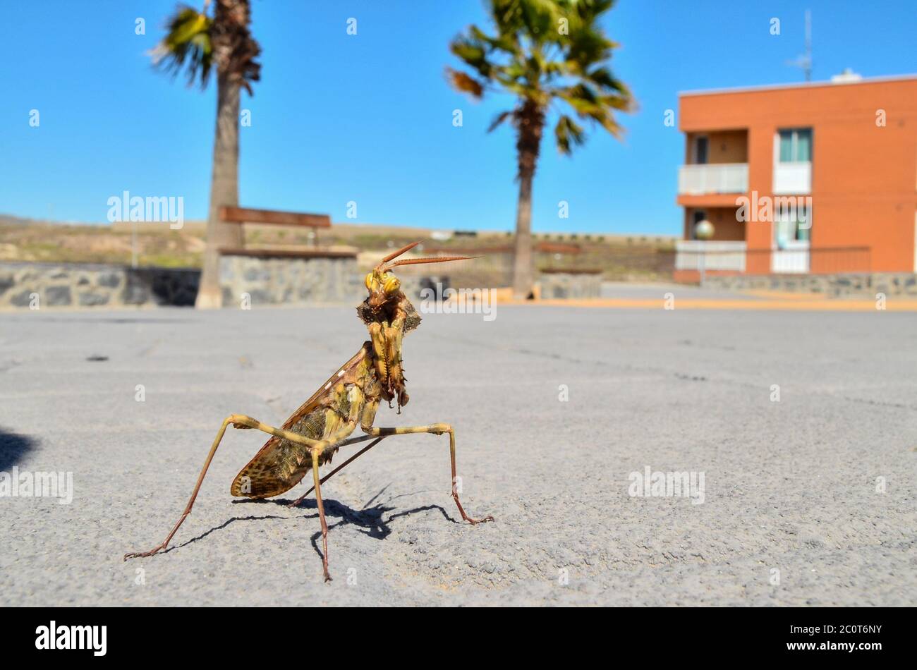 Insect Mantis Religiosa Stock Photo - Alamy