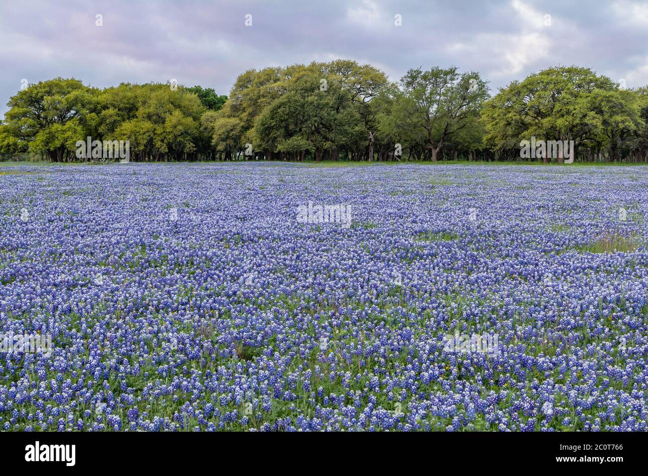 Wildflower meadow with fence hi-res stock photography and images - Alamy