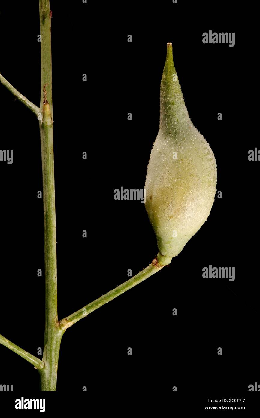 Raphanus sativus botanical illustration hi-res stock photography and ...