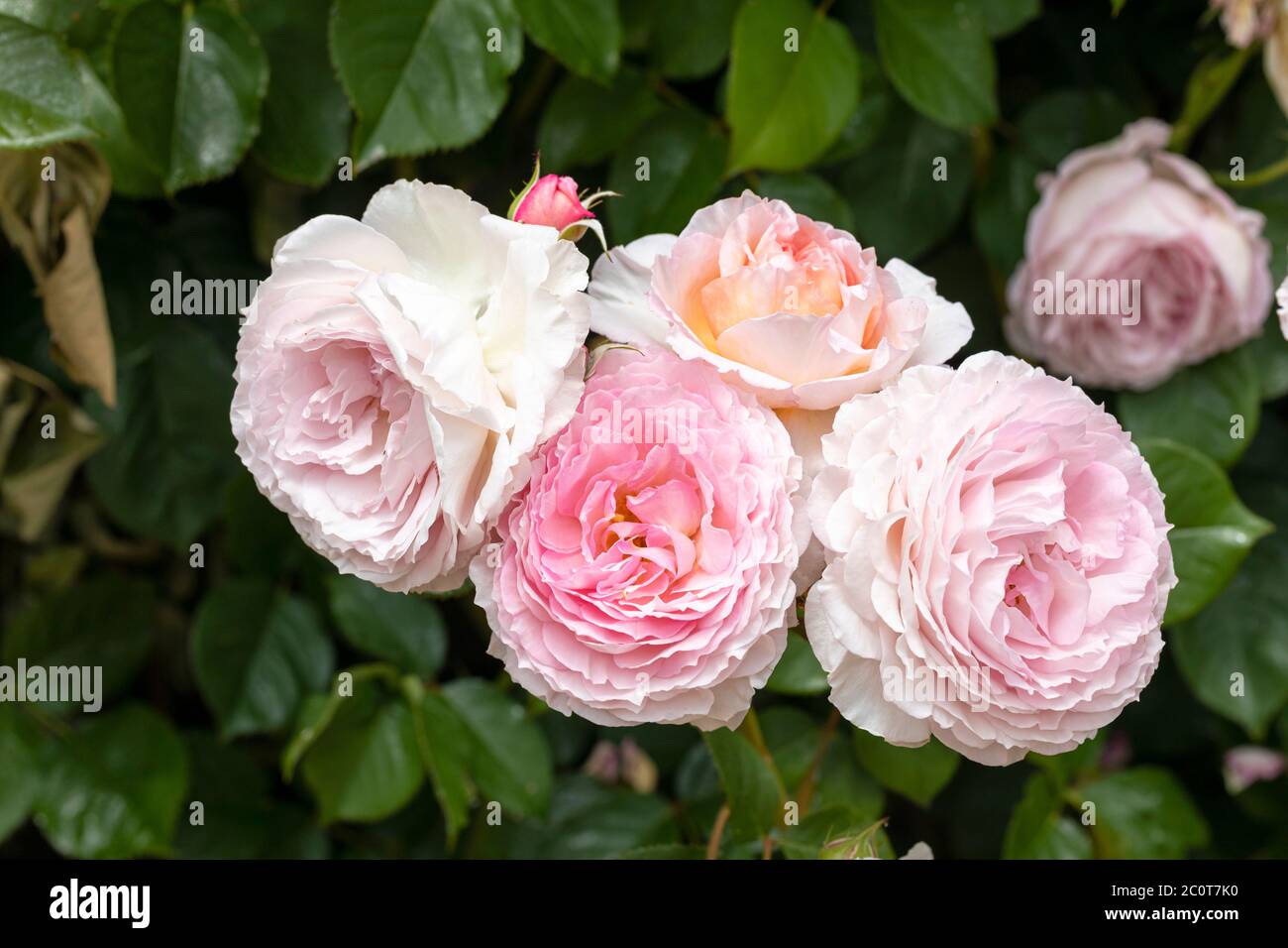 Close up of a David Austin pink rose called Rosa James Galway. An ...