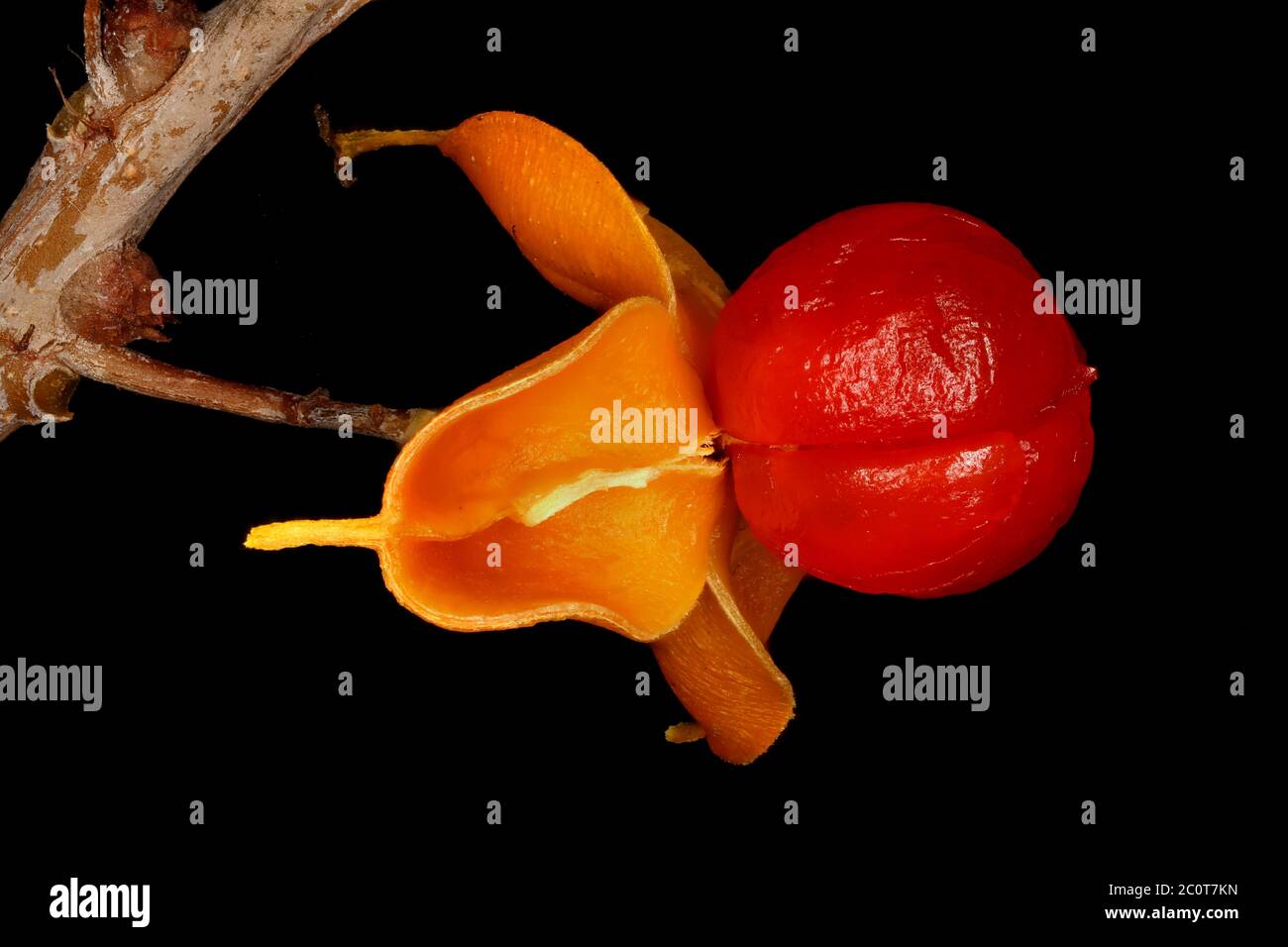 Staff Vine High Resolution Stock Photography and Images - Alamy