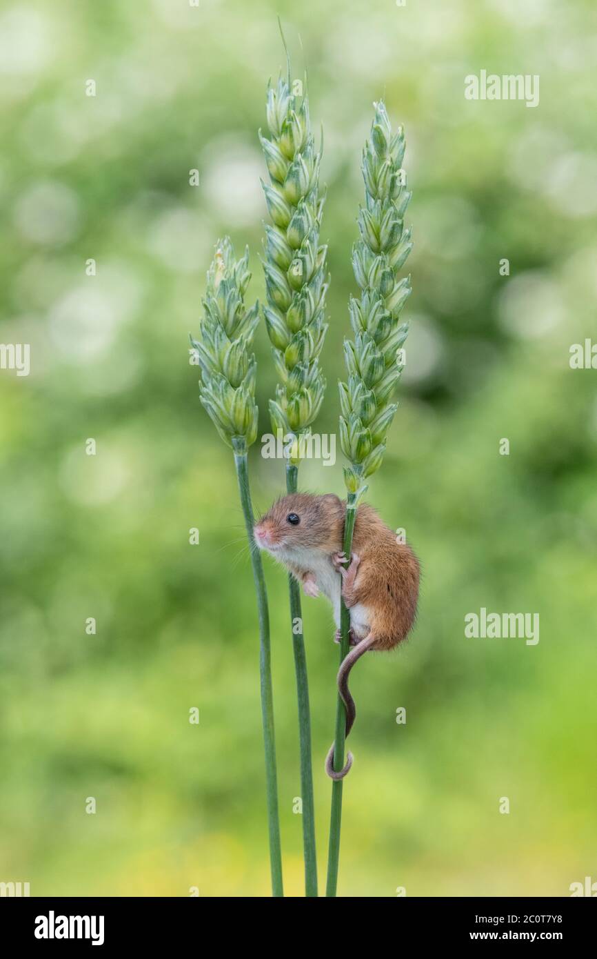 One cute harvest mouse sitting on a stem of wheat Stock Photo - Alamy