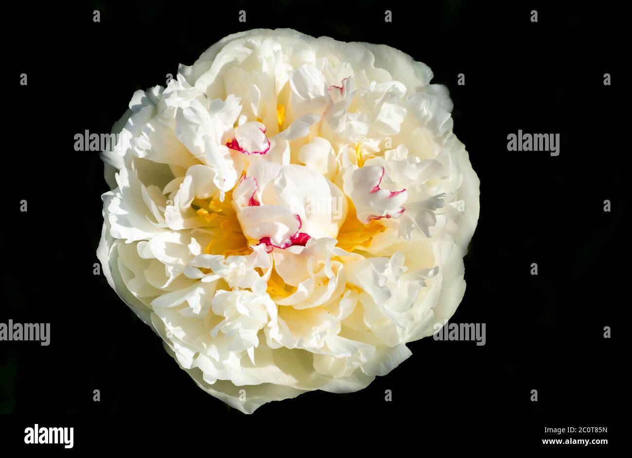 Paeonia lactifolia hi-res stock photography and images - Alamy