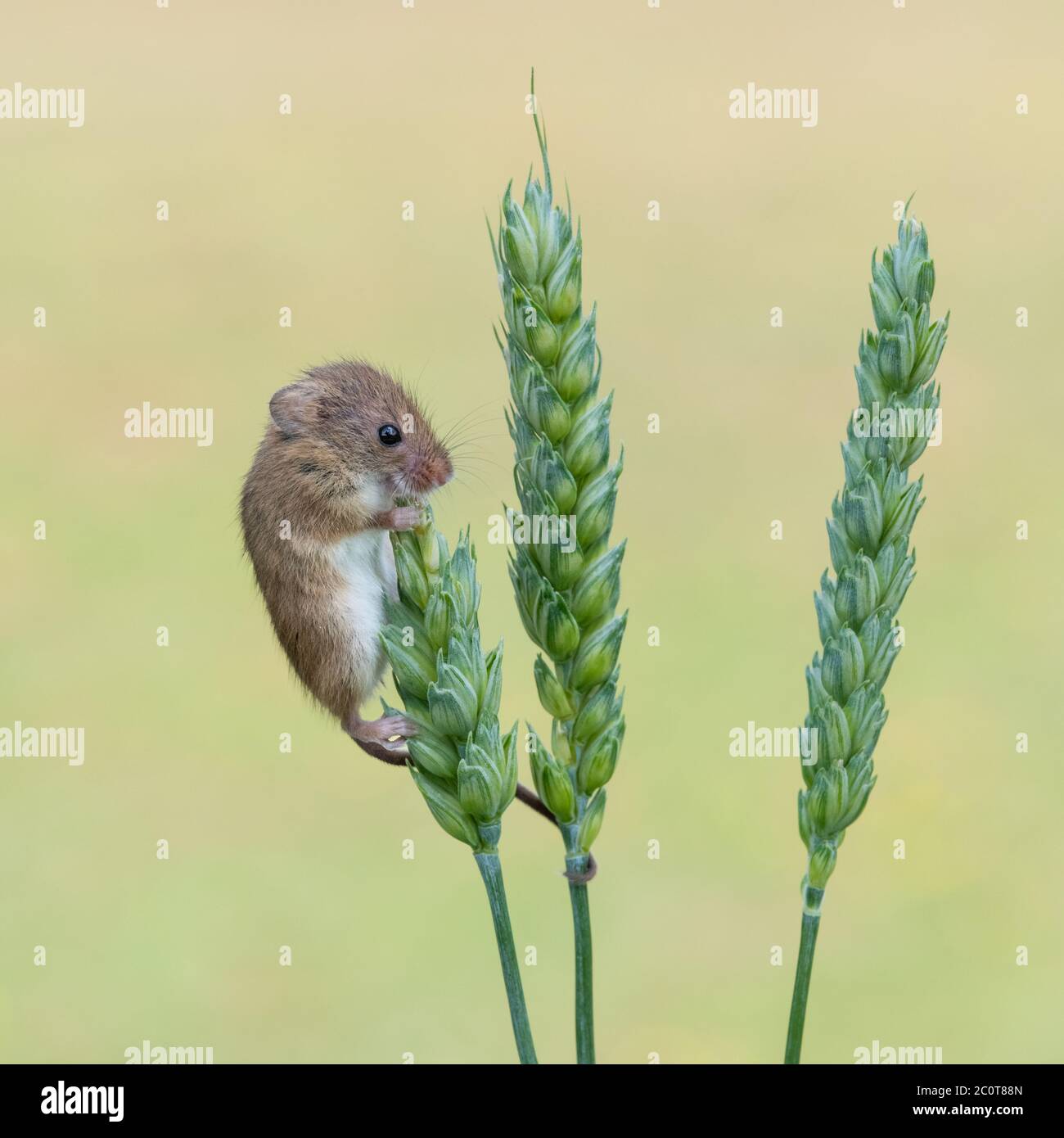 One cute harvest mouse sitting on a stem of wheat Stock Photo - Alamy