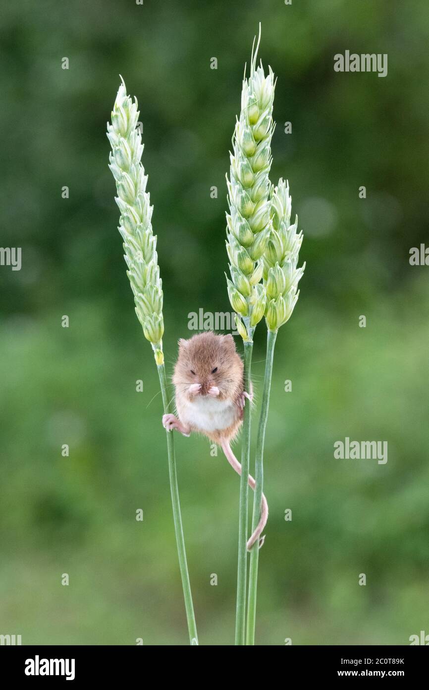 One cute harvest mouse sitting on a stem of wheat Stock Photo - Alamy