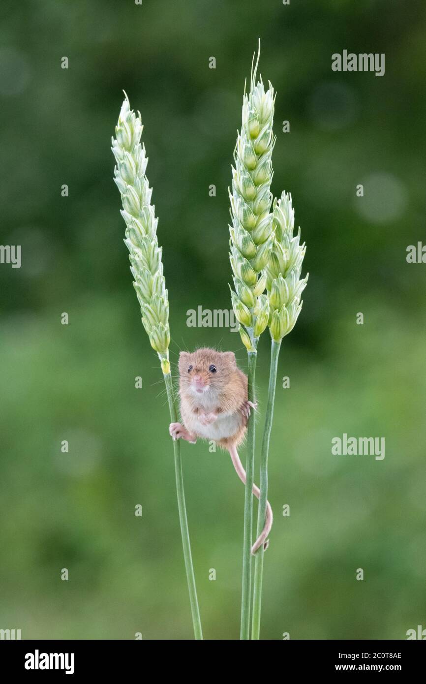 One cute harvest mouse sitting on a stem of wheat Stock Photo - Alamy