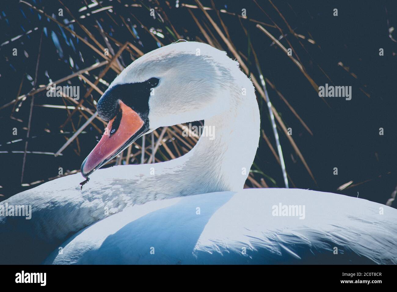 Gracious birds hi-res stock photography and images - Alamy