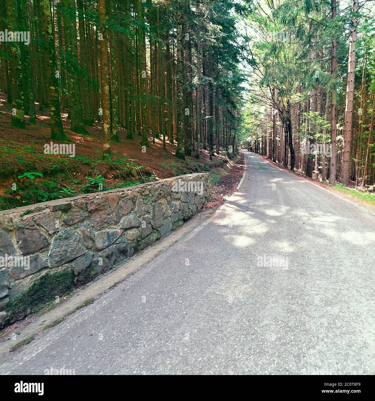 Straight road with tree canopy hi-res stock photography and images - Alamy
