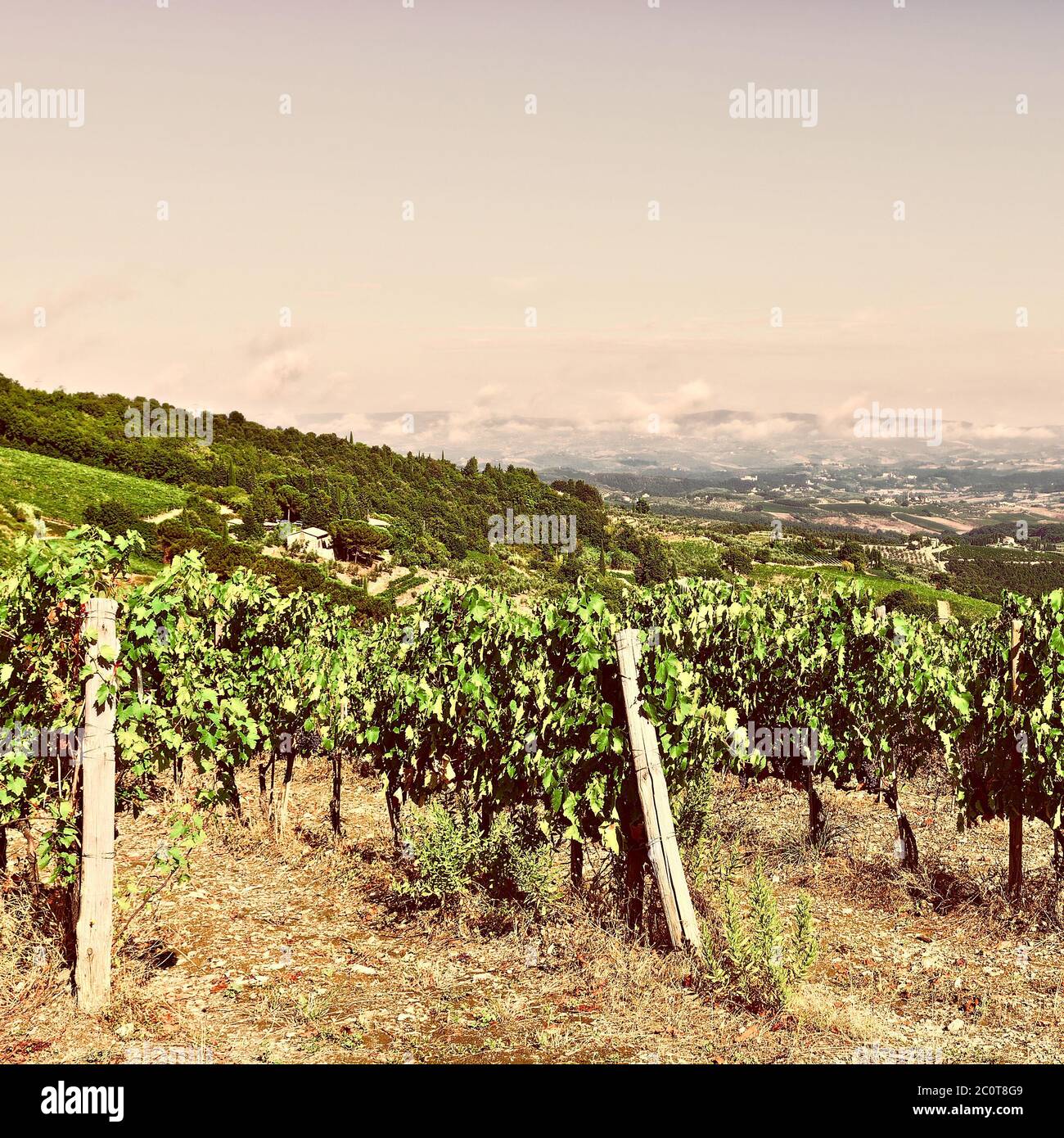 Italian forest vine hi-res stock photography and images - Alamy