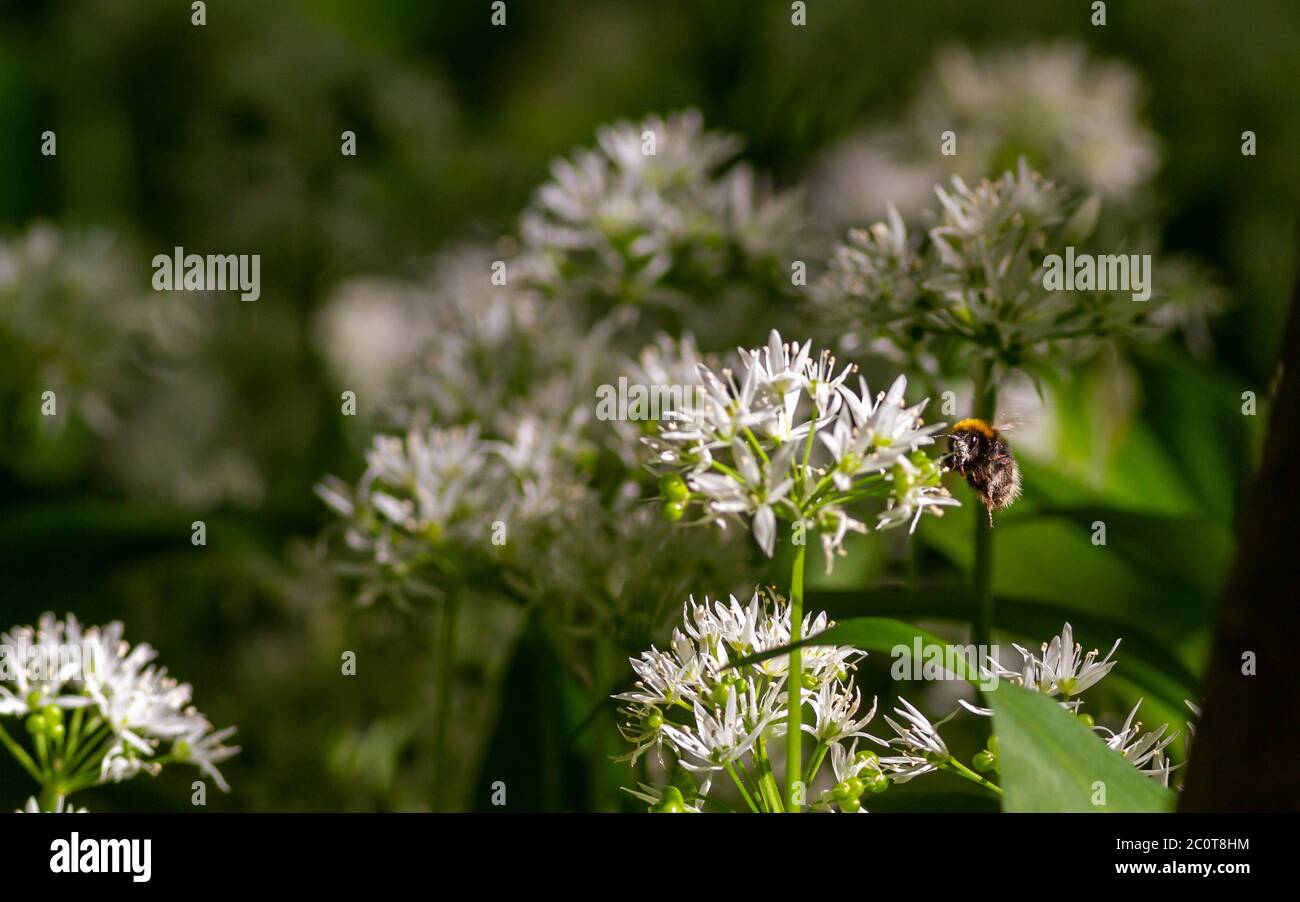 Bumblebee (likely white-tailed bumblebee (Bombus lucorum)) covered in ... Bumblebee (likely white-tailed bumblebee (Bombus lucorum)) covered in ...