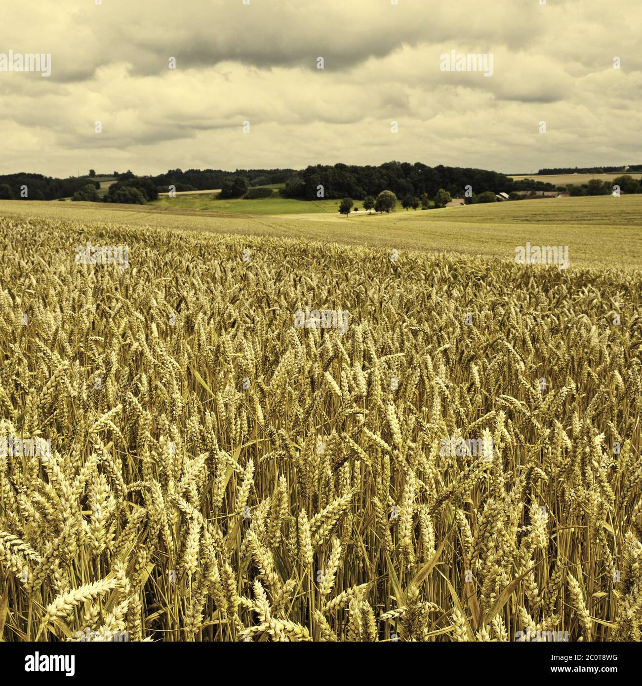 Tone wheat hi-res stock photography and images - Alamy