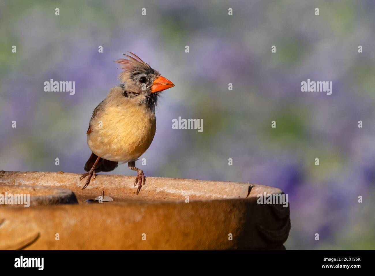 Female cardinal texas hi-res stock photography and images - Alamy