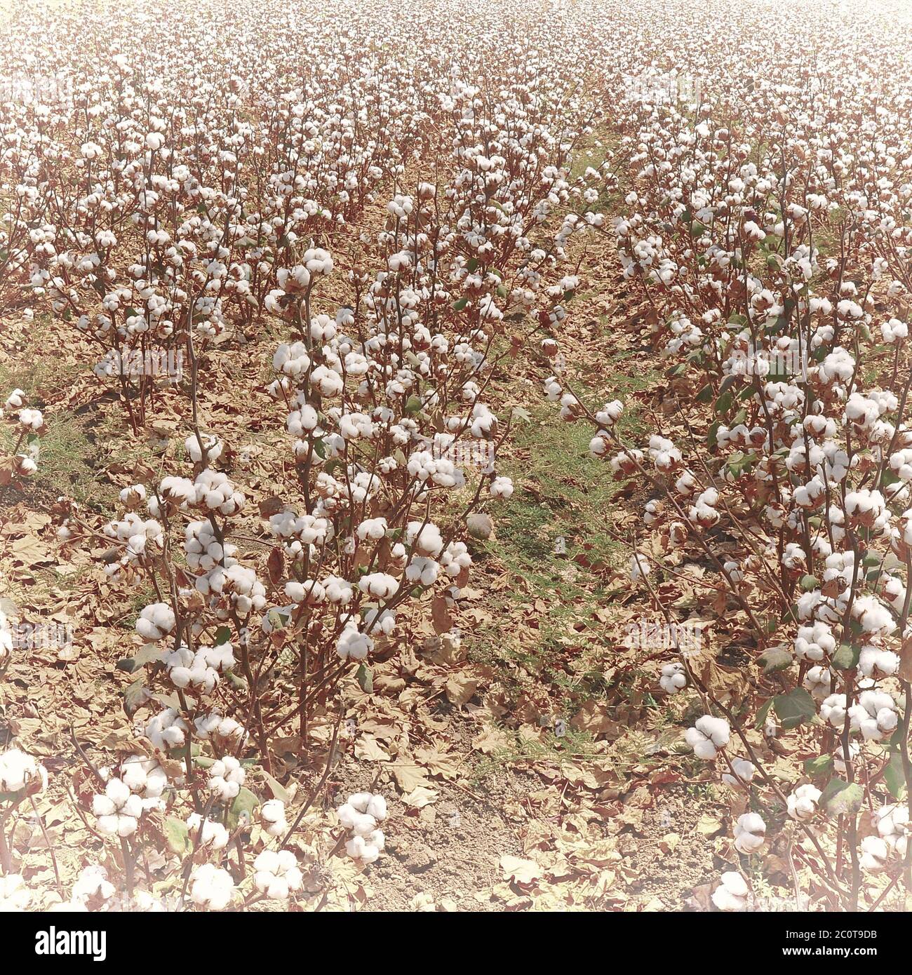 Harvest cotton middle east hi-res stock photography and images - Alamy