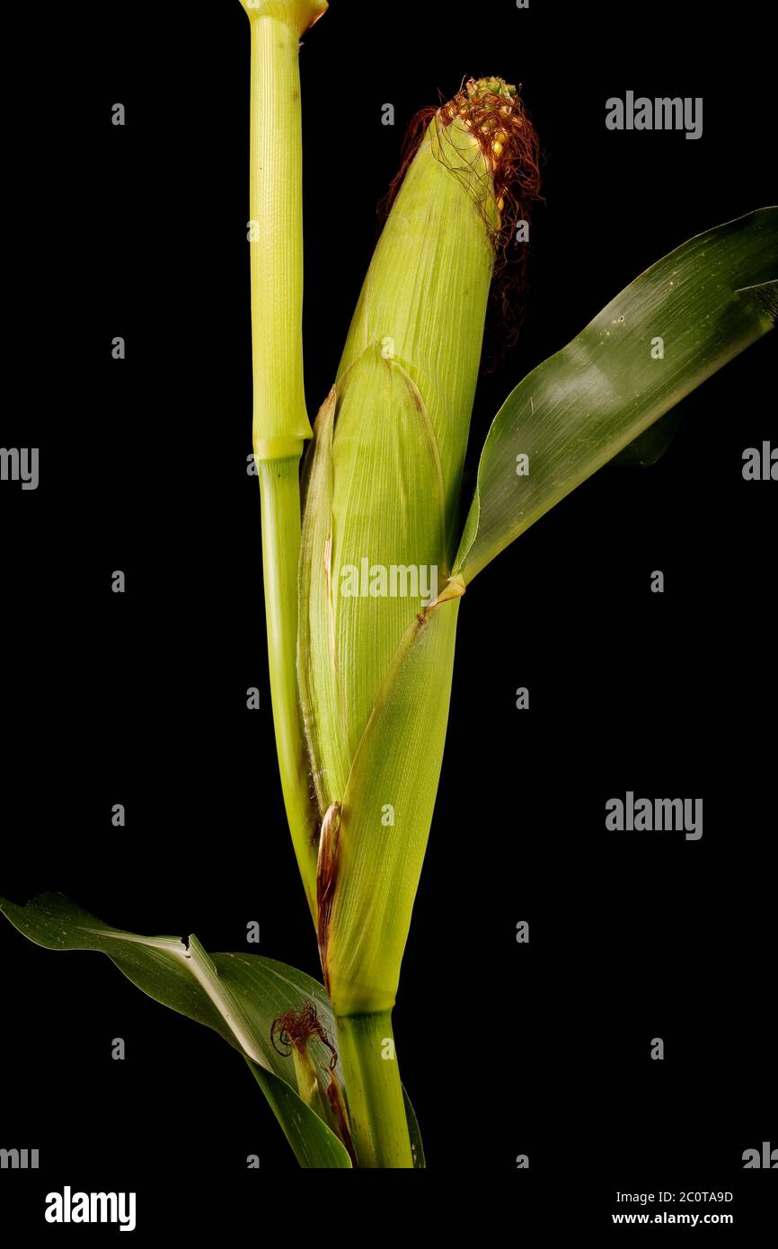 Maize botanical illustration hi-res stock photography and images - Alamy