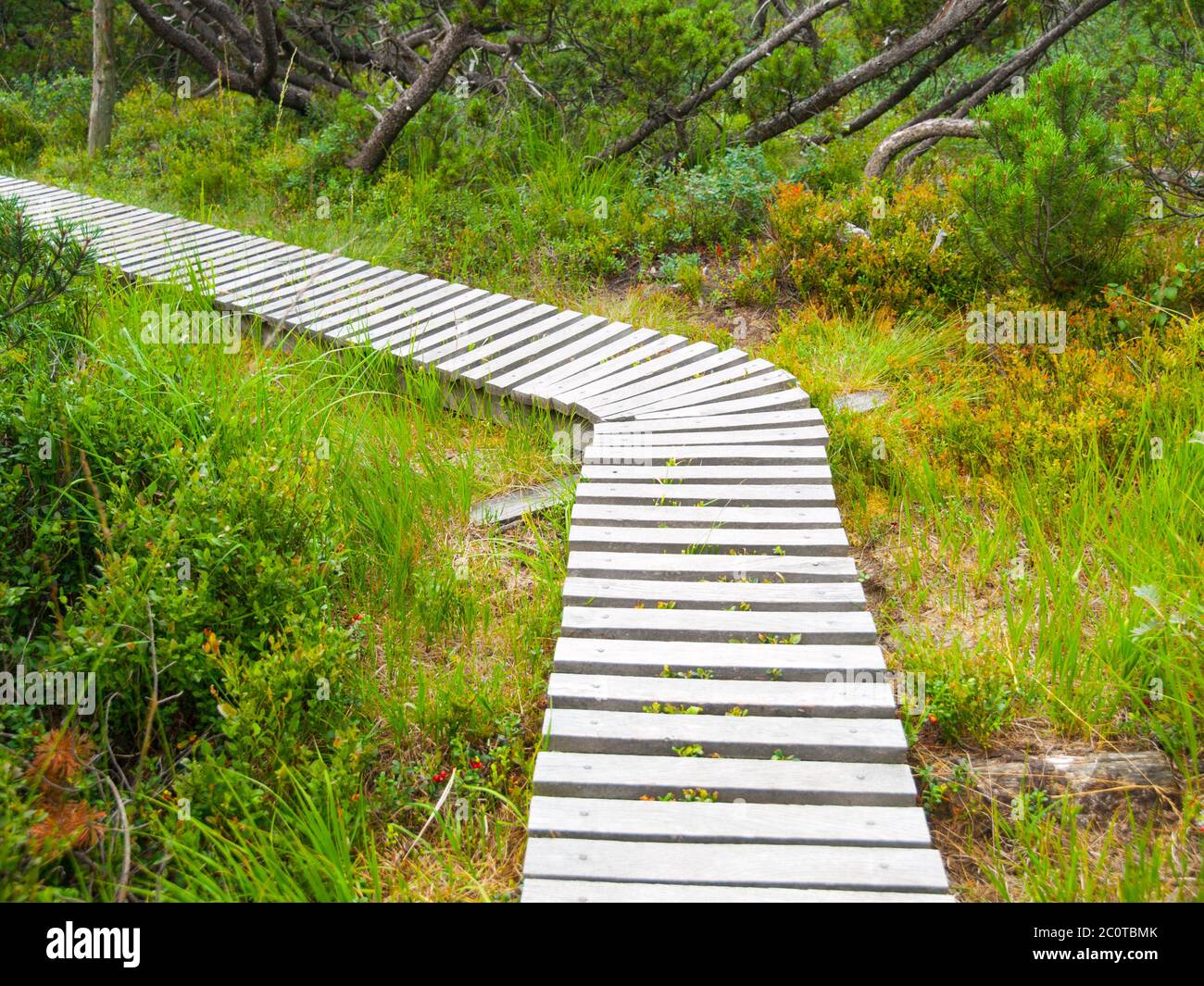 Narrow wooden hiking trail in the grass of peat bog area, Georgenfelder ...