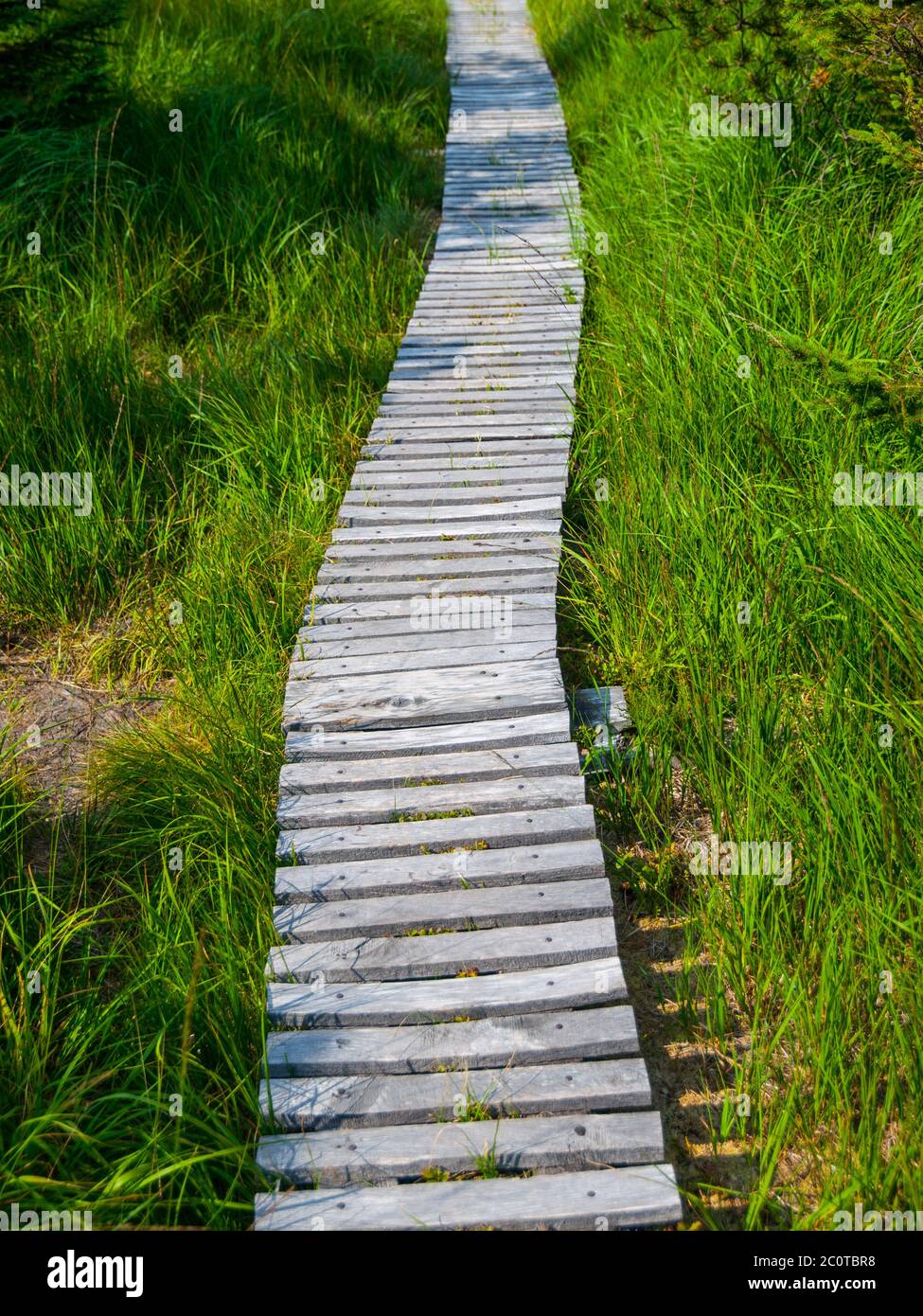 Narrow wooden hiking trail in the grass of peat bog area, Georgenfelder ...