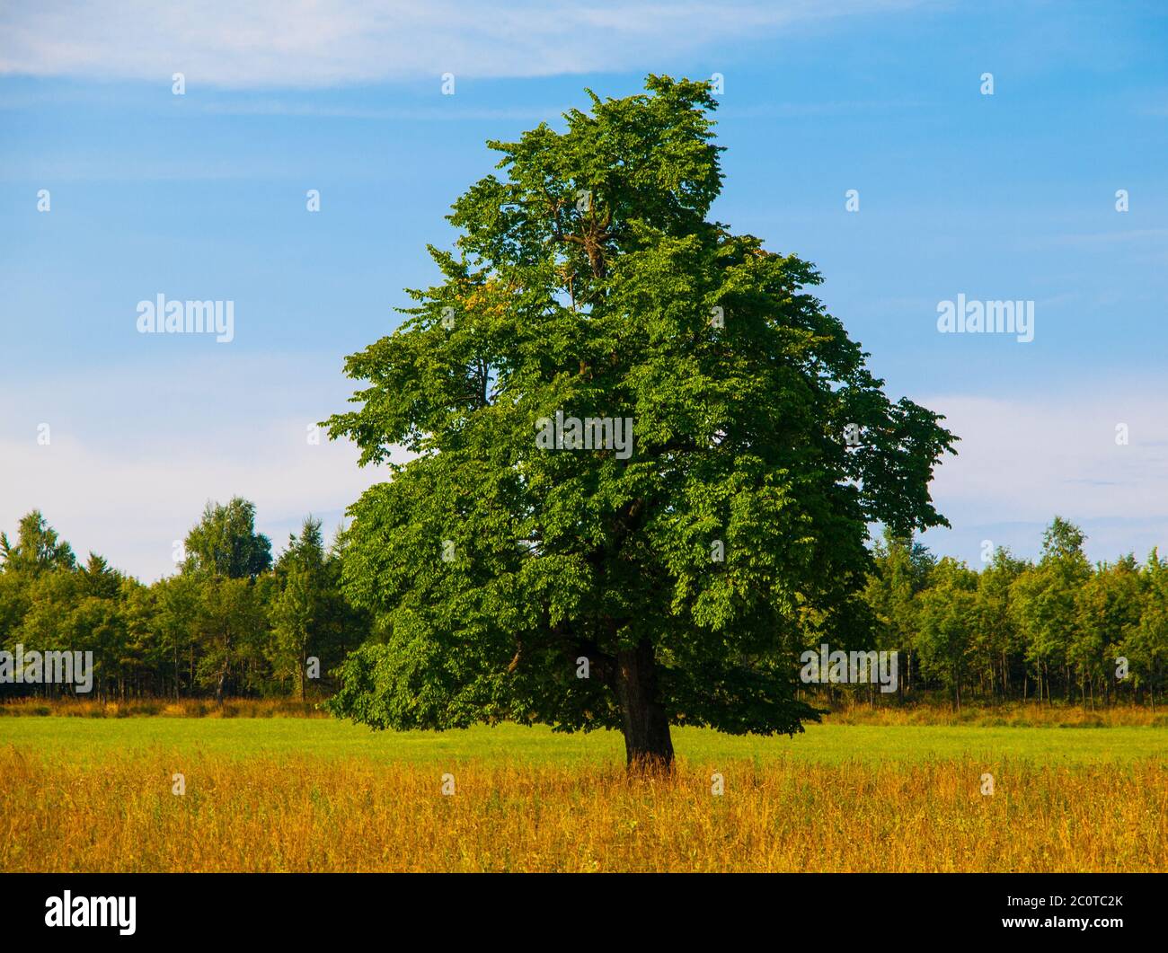 Oak tree in middle field hi-res stock photography and images - Alamy